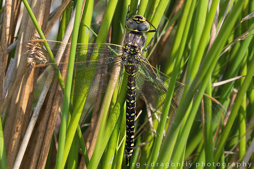 August 2016 Sightings and News