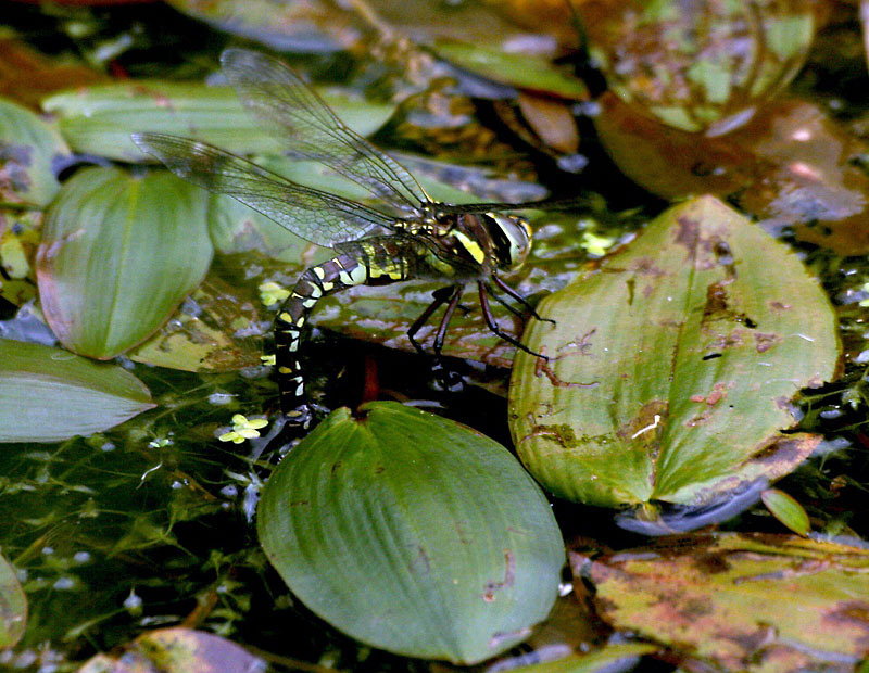August 2012 Sightings and News