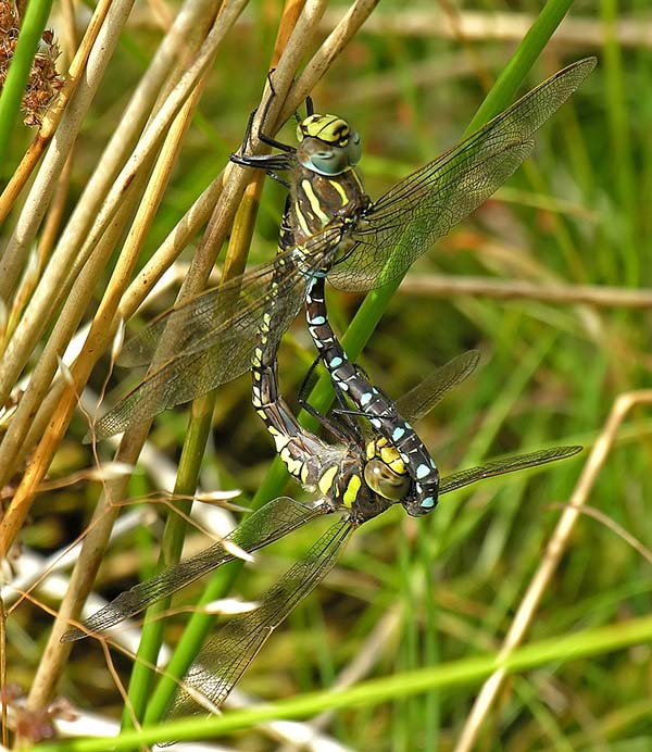 Common Hawker