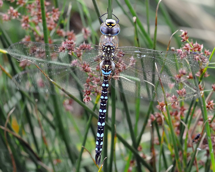 August 2010 Sightings and News