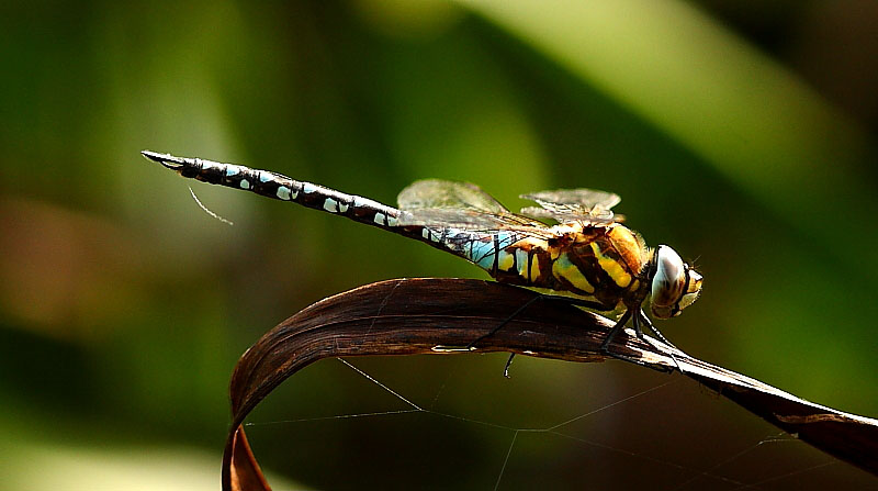 October/November 2012 Sightings and News