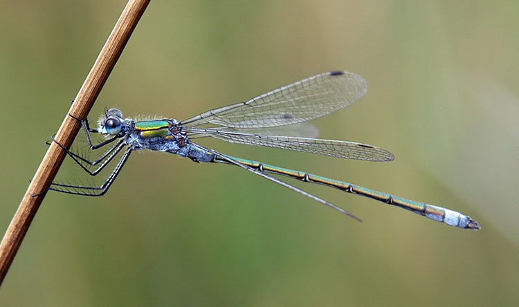 Emerald Damselfly