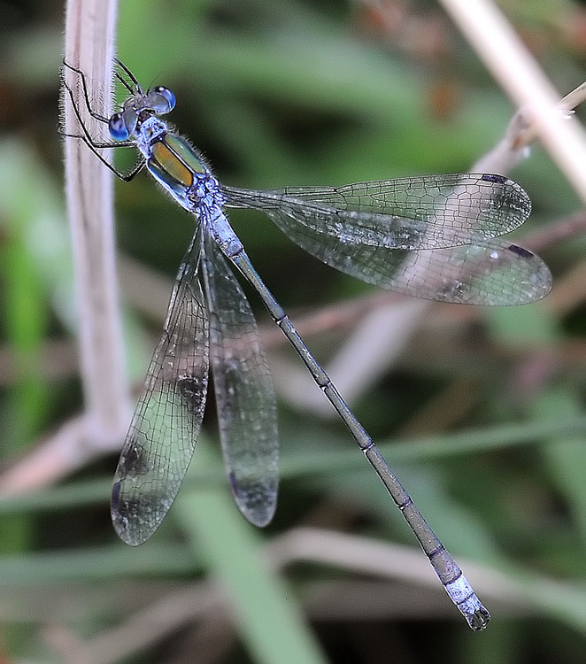 August 2010 Sightings and News