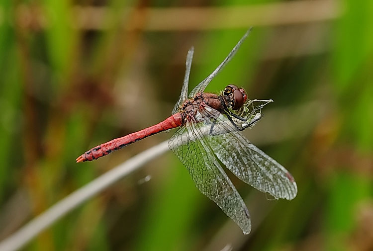 September 2011 Sightings and News