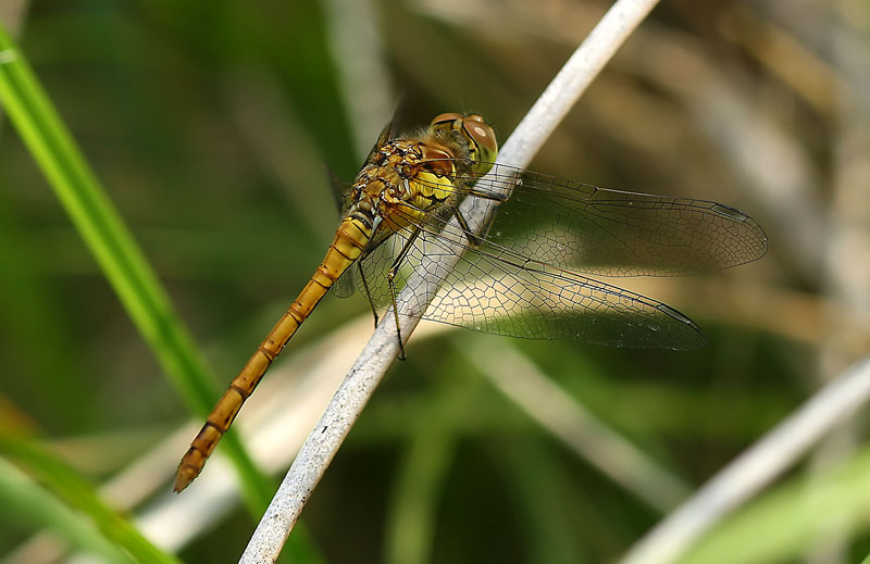 August 2012 Sightings and News